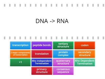 Transcription translation - Teaching resources