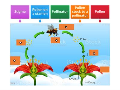 Pollination - Teaching resources