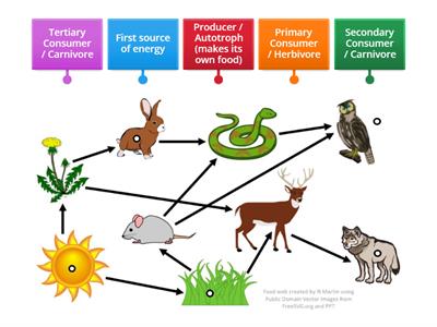 Food Web - Teaching resources