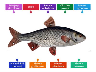Biologia Ryby i płazy klasa6 - Materiały dydaktyczne