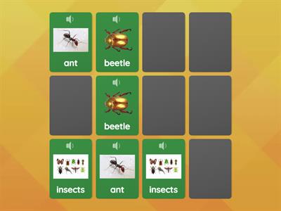 Insects - Teaching resources