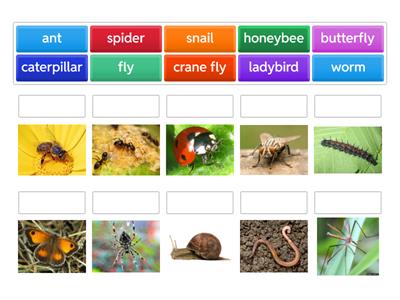 Minibeasts - Teaching resources