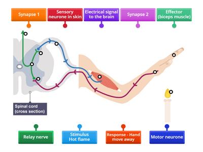 Endocrine nervous system - Teaching resources
