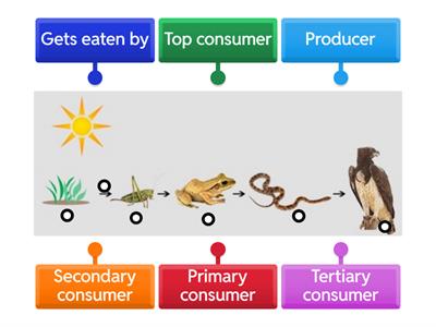 Food Chain - Teaching resources