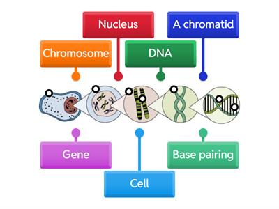 Dna genes and chromosomes - Teaching resources
