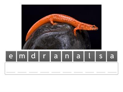 Amphibians - Teaching resources