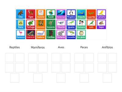 Vertebrados mamíferos peces anfibios - Recursos didácticos