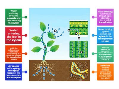Transpiration - Teaching resources