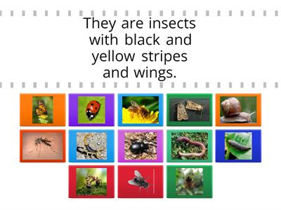 Insects minibeasts - Teaching resources