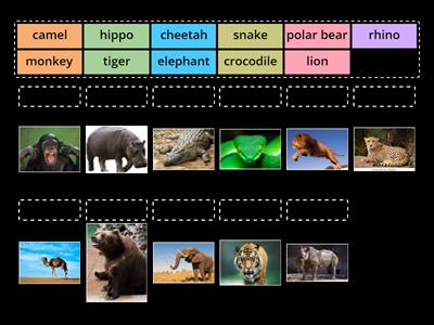 Animals Zoo - Teaching resources