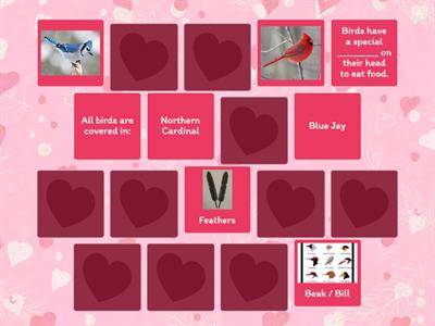 Birds - Teaching resources