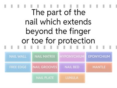 Nail structure - Teaching resources