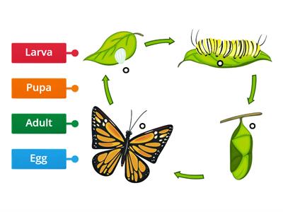 Insect - Teaching resources