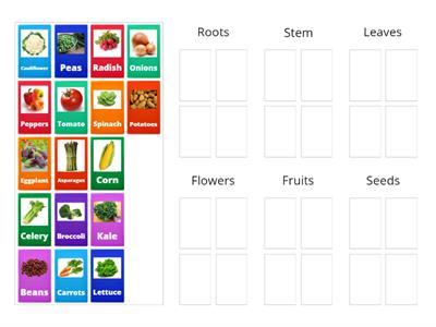 Plant parts - Teaching resources