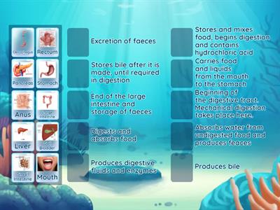 Digestive System Games - Teaching resources