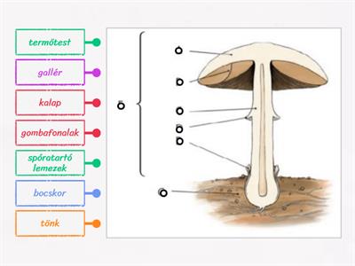 Kalapos gomba - Tananyagok