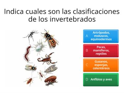 Animales invertebrados clasificación - Recursos didácticos