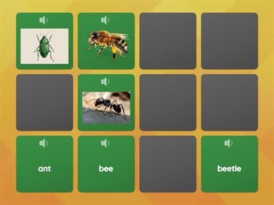 Insects - Teaching resources