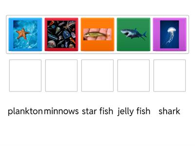 Sea creatures - Teaching resources