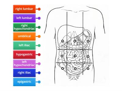 Abdominal quadrants - Teaching resources