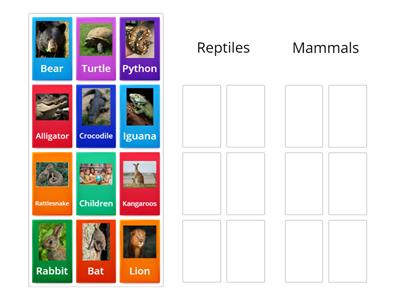 Reptile - Teaching resources