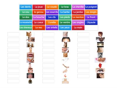Les parties du corps des animaux - Ressources pédagogiques