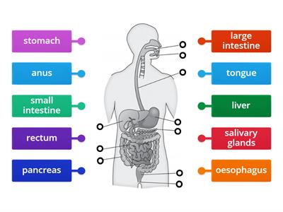Digestive System Label the - Teaching resources