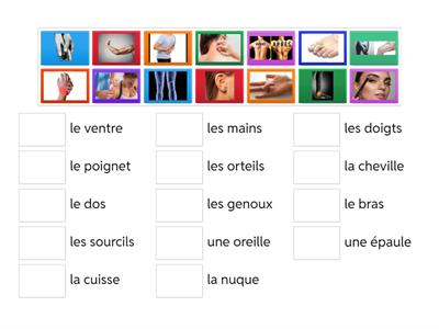 Fle les parties du corps - Ressources pédagogiques