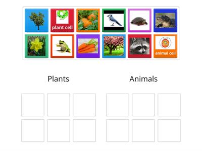 Animals Plants and - Teaching resources