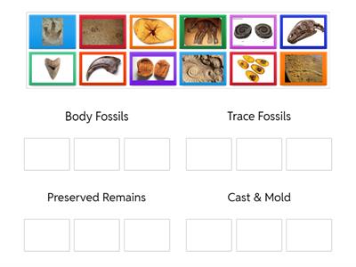 Fossils - Teaching resources