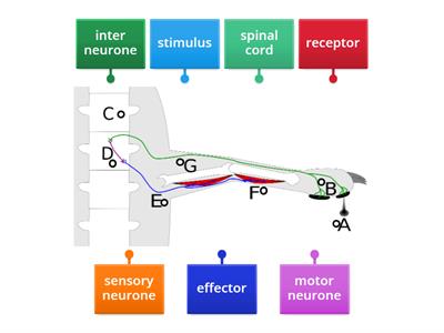 Reflex arc - Teaching resources