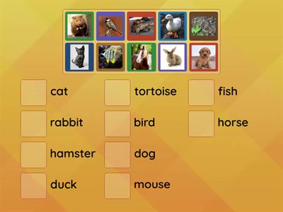 Animals Nea 1 unit 2 - Materiały dydaktyczne