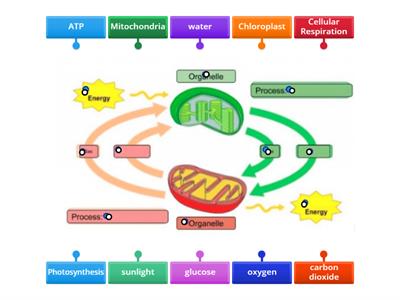 Photosynthesis and cellular respiration - Teaching resources