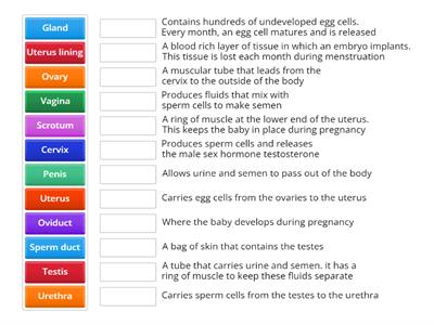 Reproductive system - Teaching resources