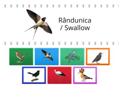 Pasari calatoare - Resurse didactice