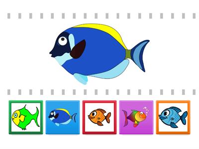 Fish - Teaching resources