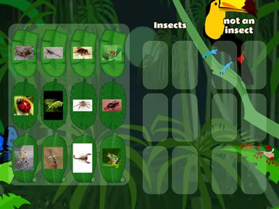 Insect - Teaching resources