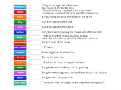 Appendicular skeleton - Teaching resources