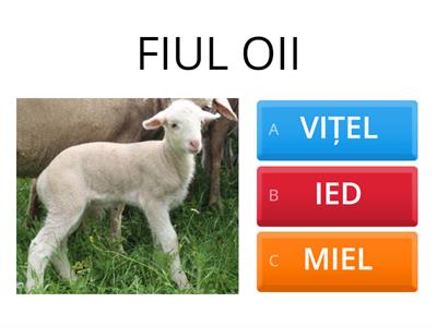 Grupurile de sunete - Resurse didactice