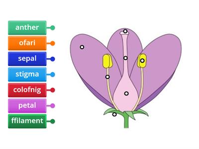 Labeli blodyn - Teaching resources