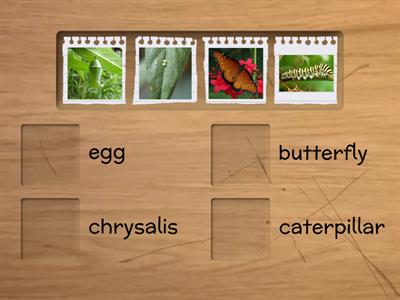 Butterfly life cycle memory game - Teaching resources
