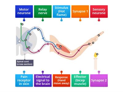 Reflex arc - Teaching resources