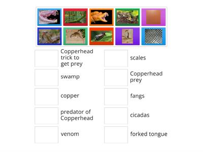 Snakes - Teaching resources