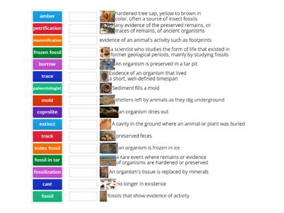 Fossils - Teaching resources