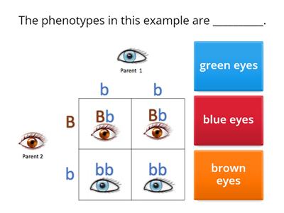 Punnett square - Teaching resources