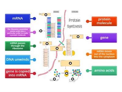 Protein synthesis - Teaching resources