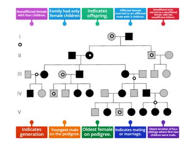 Pedigree charts - Teaching resources