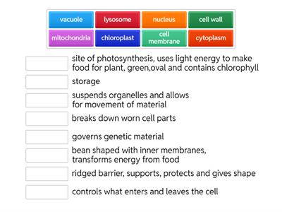 Cell organelle match game - Teaching resources