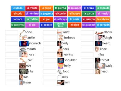 Animals Word wall - Teaching resources