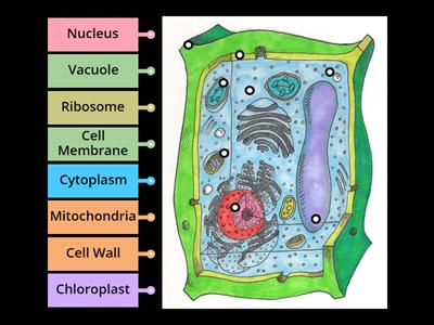 Plant cell matching - Teaching resources